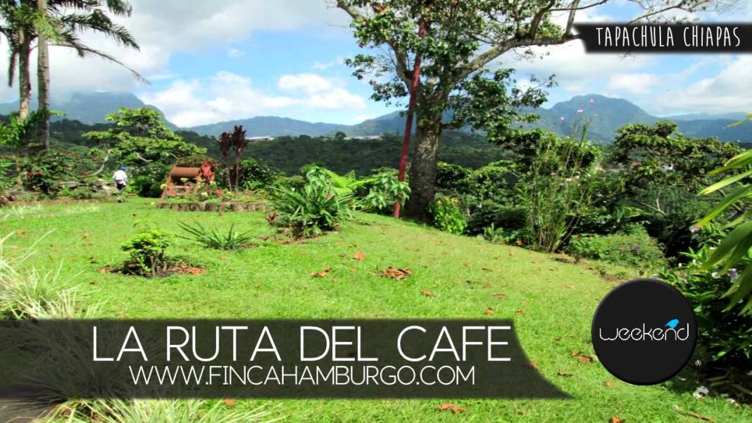 La Ruta del Café, una opción diferente para Semana Santa