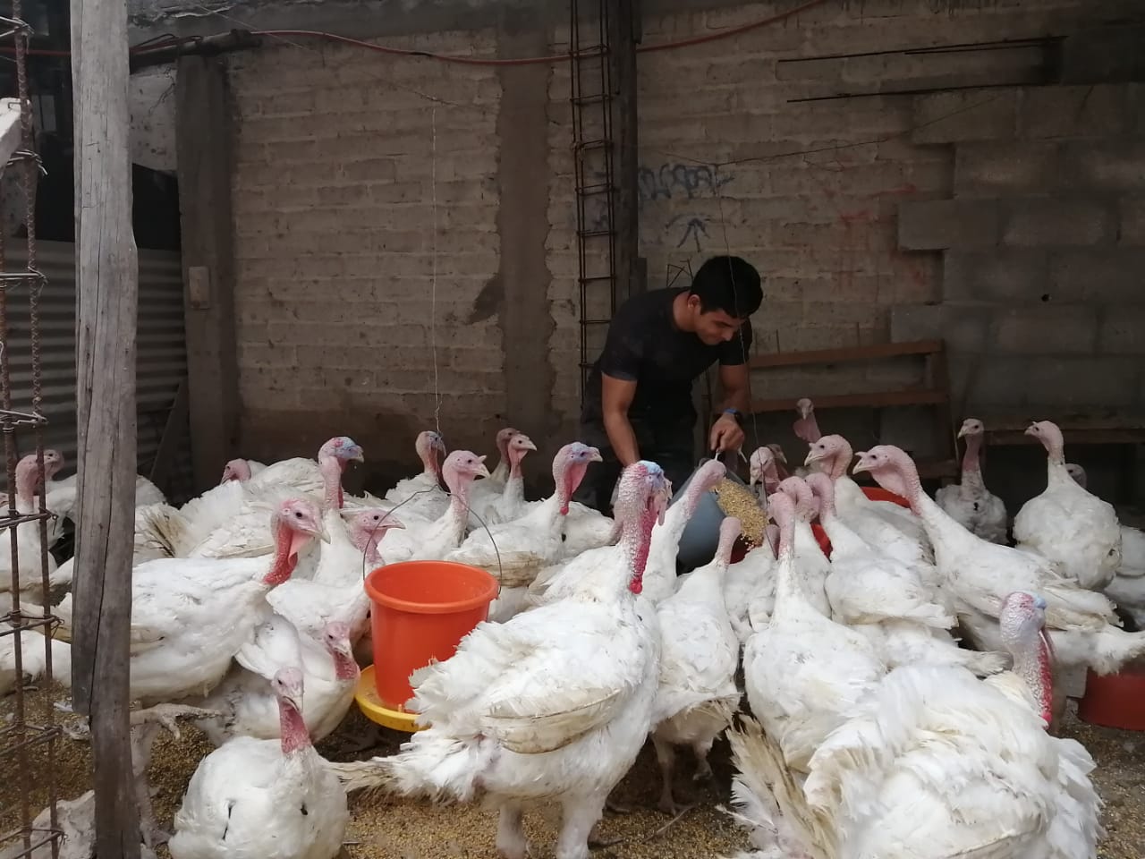 Pavos orgánicos, listos para la cena de navidad y año nuevo