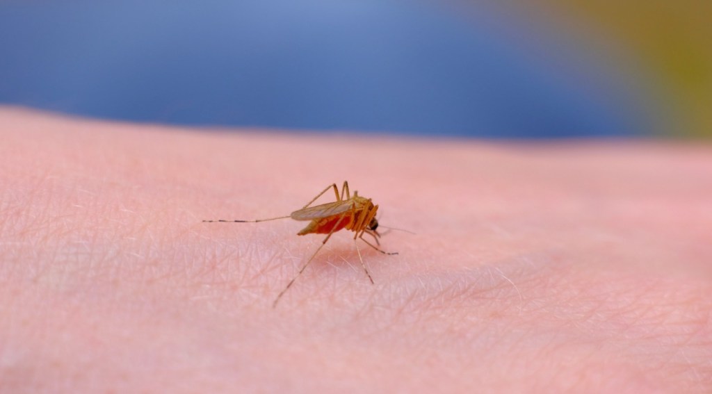 Ola de chaquistes invade Tuxtla - Alerta Chiapas