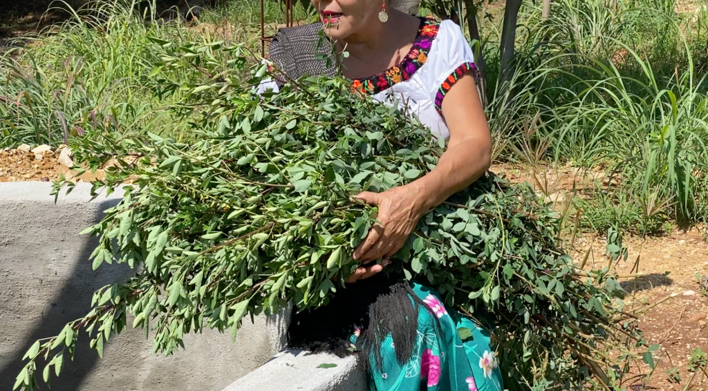 El quelite chiapaneco por excelencia: El Chipilín