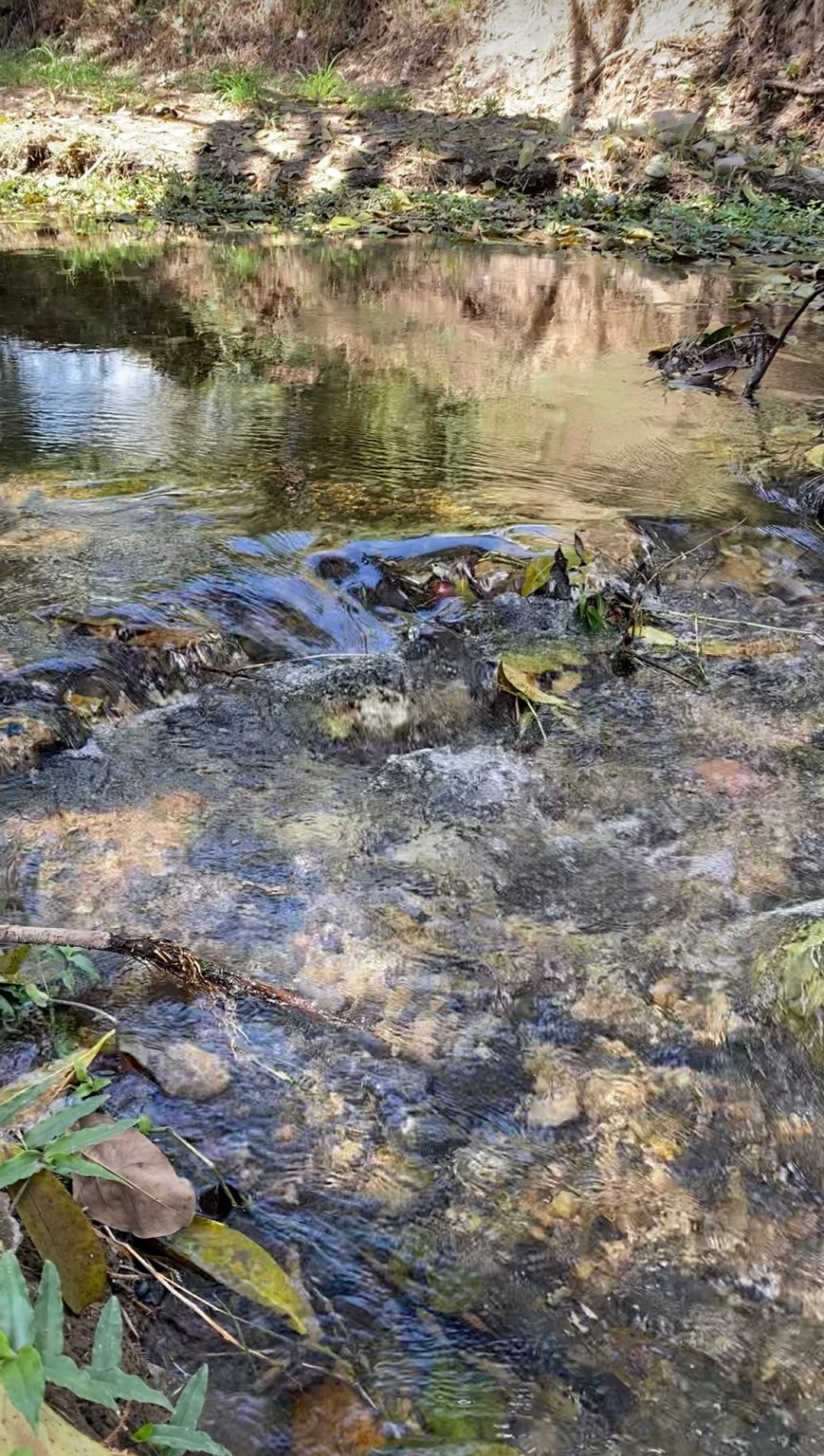 Así luce el Sabinal, en su paso en San José Terán