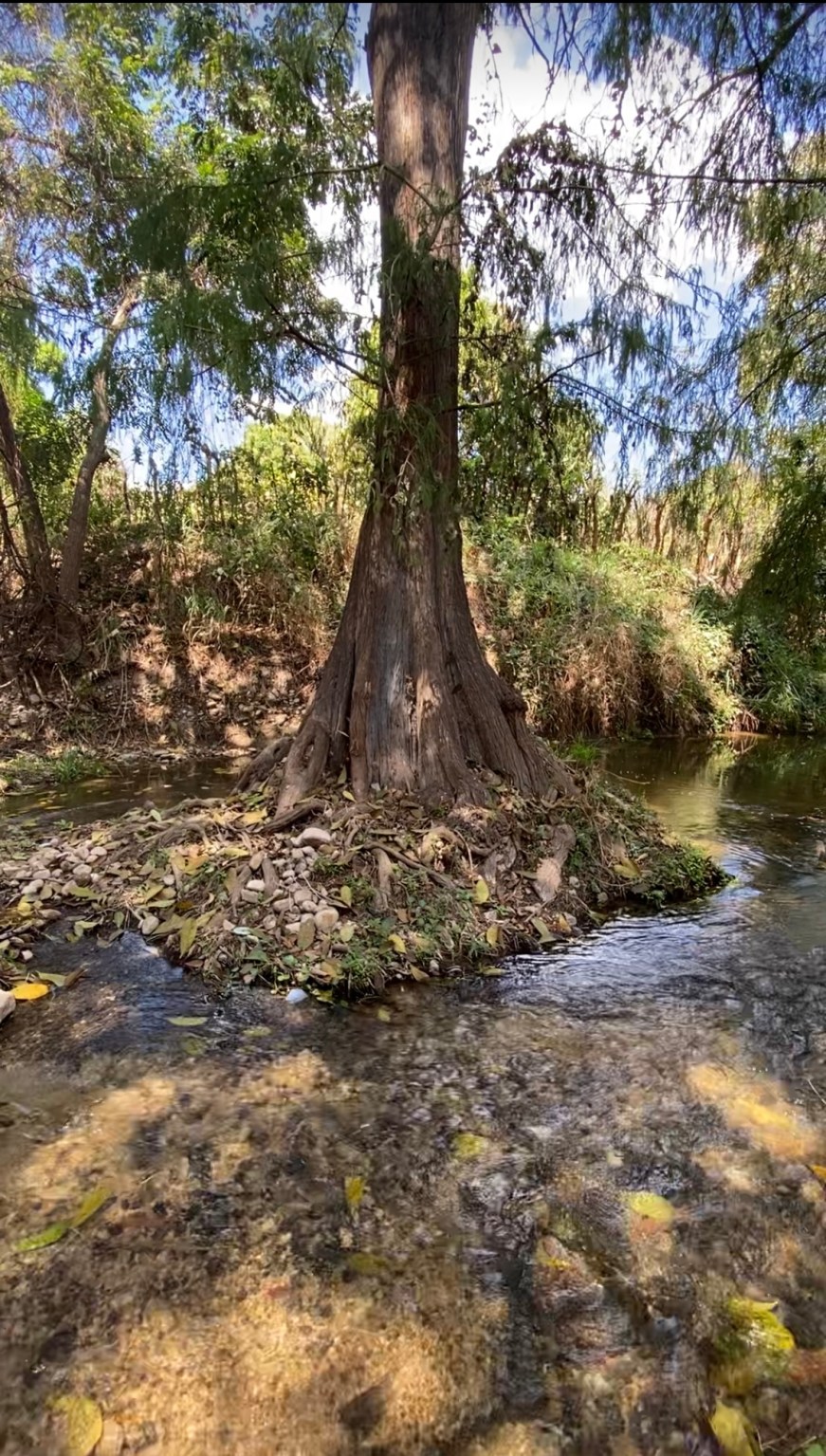 Así luce el Sabinal, en su paso en San José Terán