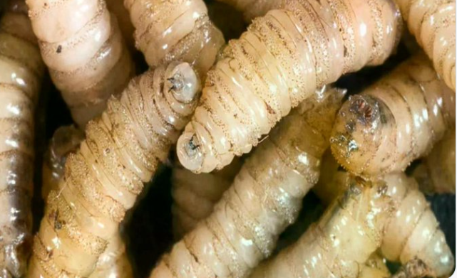 Tenía gusanos en la boca: primer caso de miasis oral en Chiapas