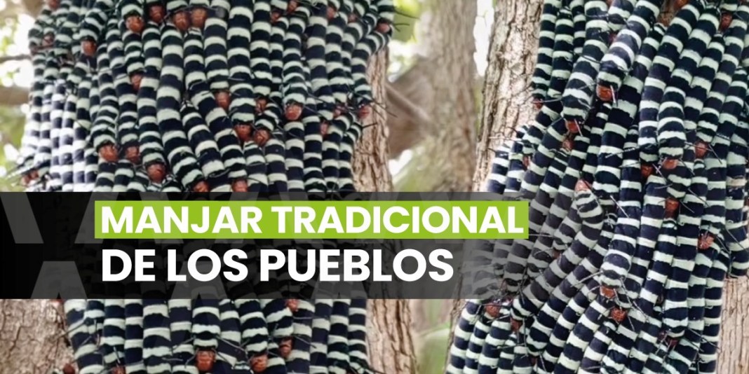 Inició la temporada del zats, un manjar tradicional de los pueblos